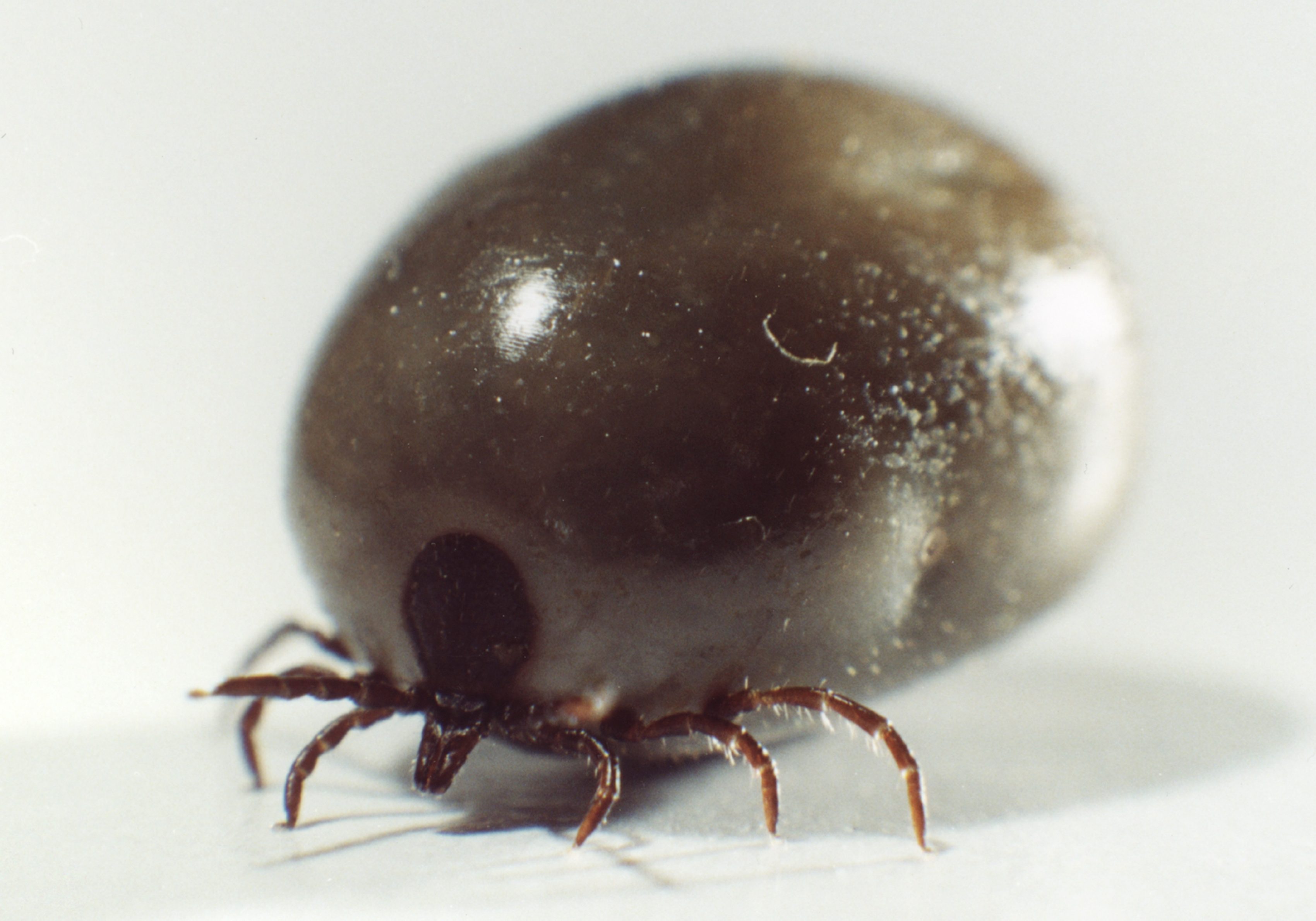 O que é uma carraça?