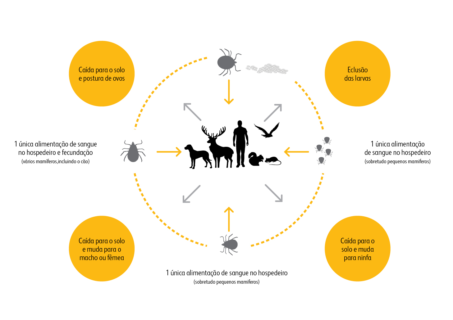O que é uma carraça?